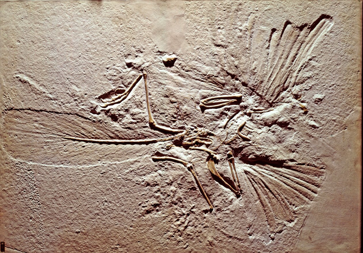 Prehistoria: fósil del ave Archaeopteryx