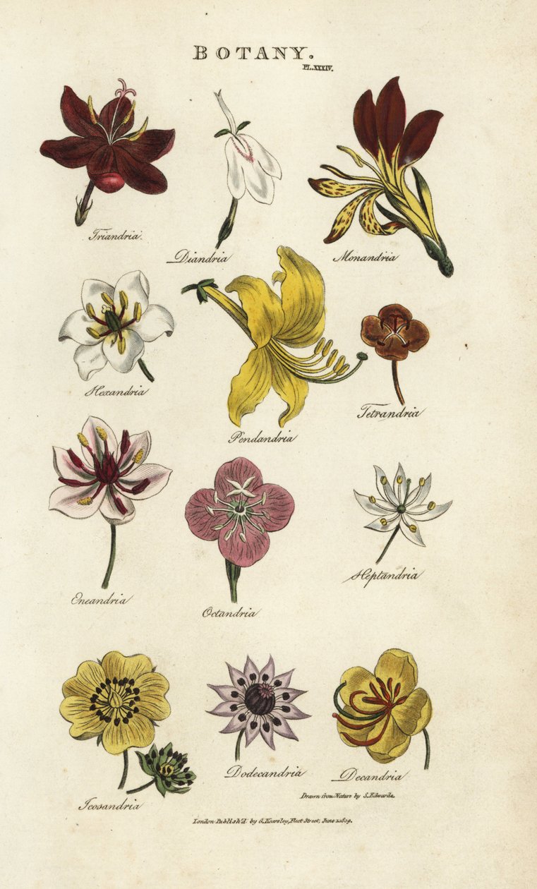 Tipos de flores: Triandria, Diandria, Haskatria, Pendandria, Tetrandria, etc., de Pantologia de ...