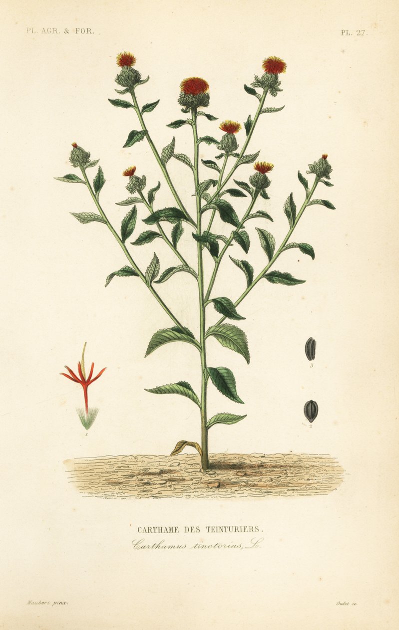 Cártamo, Carthamus tinctorius, Carthame des teinturiers