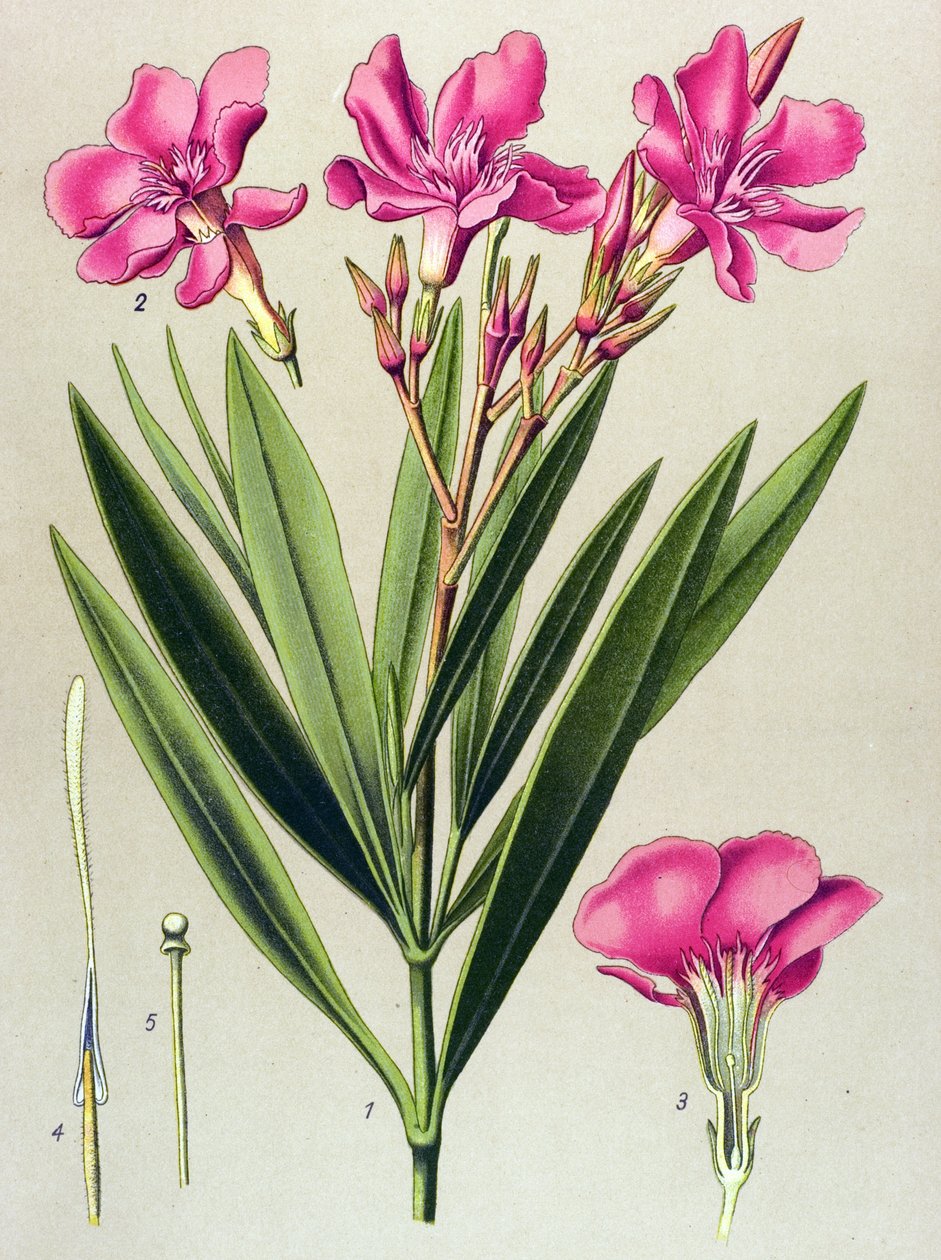 Tabla botánica, planta venenosa (tóxica) y medicinal: laurel rosa (Nerium oleander)