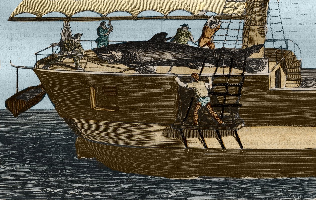 Pesca de tiburones. Grabado de 1859 en “El Museo de Ciencias”